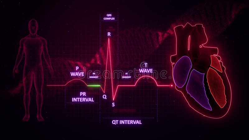PR Segment from Electrocardiogram Wave or ECG or EKG Stock Illustration ...
