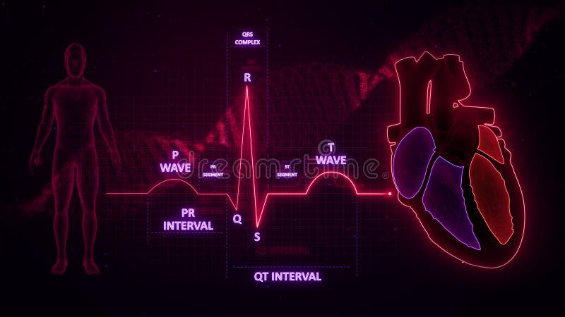 Electrocardiogram Wave or ECG or EKG of Human Heart Stock Illustration ...
