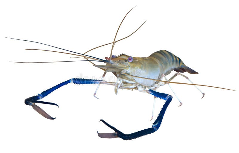 Gamba de río gigante foto de archivo. Imagen de animal - 16494564