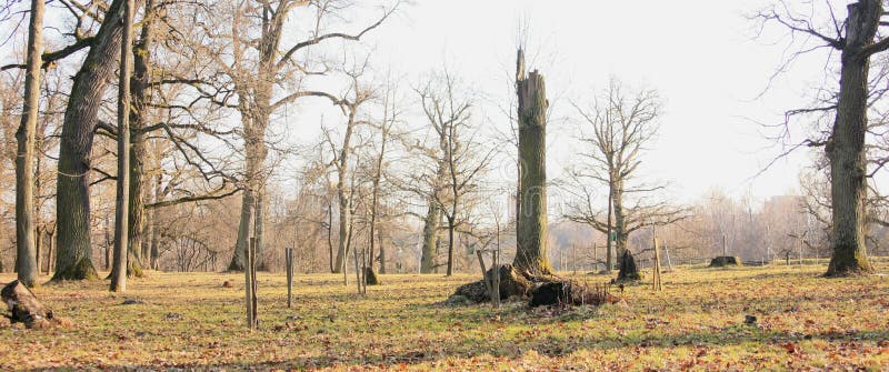 Recovering Nature after Winter Stock Image - Image of panoramic, nature ...