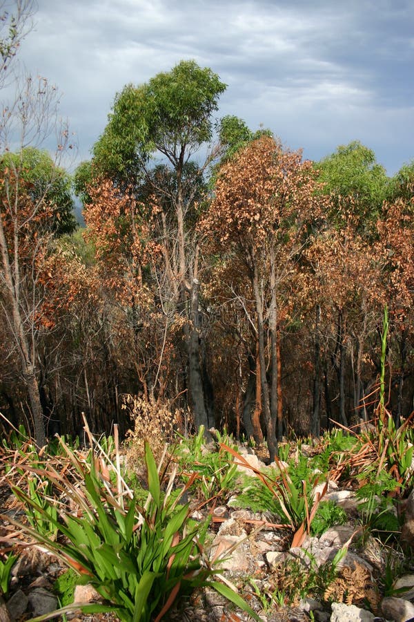 Bushfire Recovery and Tree Regrowth from Australian Bush Fires Stock ...
