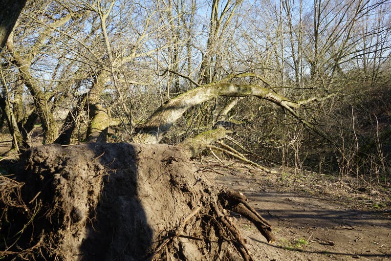 A Hurricane Wind Uprooted a Tree in a Recreation Area for Berliners ...