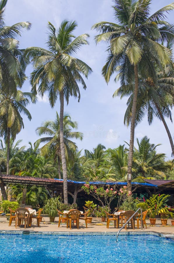 The Recreation Area Near the Pool and Palm Trees Stock Photo - Image of ...