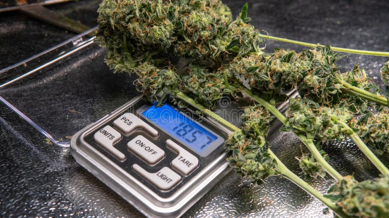 Recreational Marijuana Strain. Sativa THC Harvest in Details Stock ...