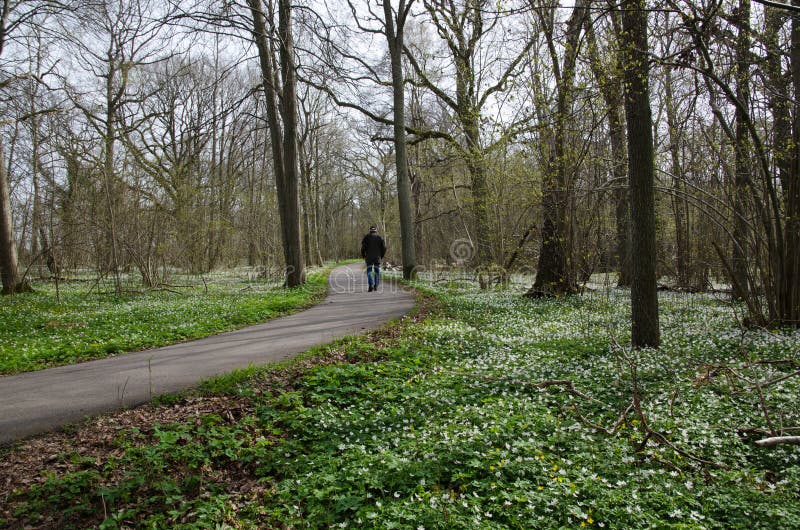 Recreational Walk at Spring Stock Photo - Image of recreational ...