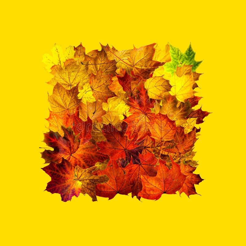 Rectangle Frame of Colorful Autumn Maple Leaves Isolated on Yellow ...