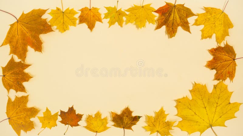 Rectangle Frame of Natural Yellow and Brown Autumn Maple Leaves on a ...