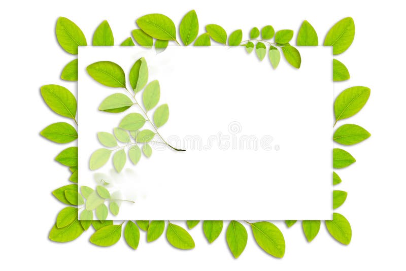 Rectangle Frame of Soft Green Leaf and Copy Space for Text and ...