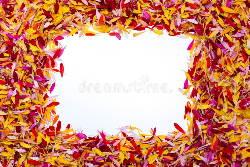 A Rectangle Inside of Petals Stock Image - Image of magenta, bouquet ...