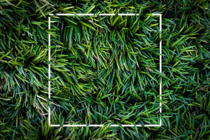 Rectangle Layout with Textured of Green Grass. Stock Photo - Image of ...