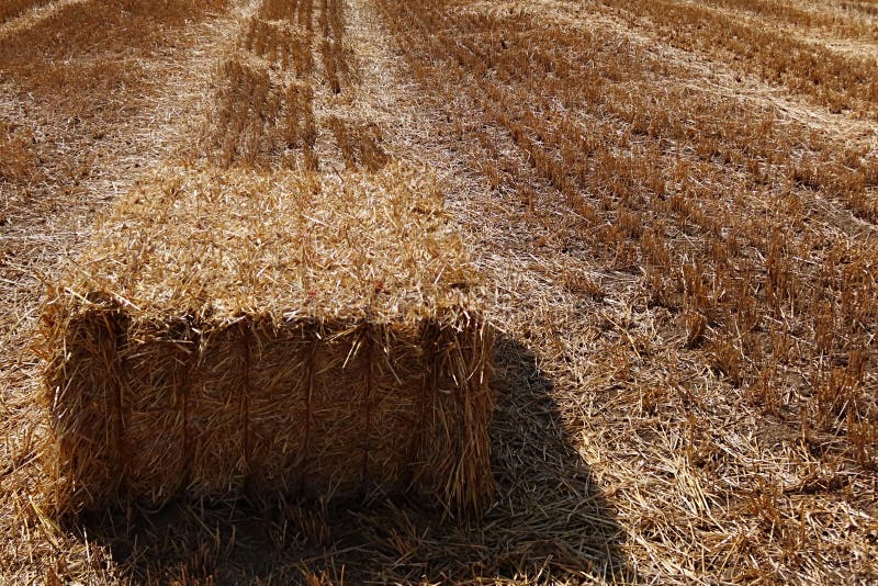 Rectangular Bale of Straw in the Field Stock Photo - Image of gold ...