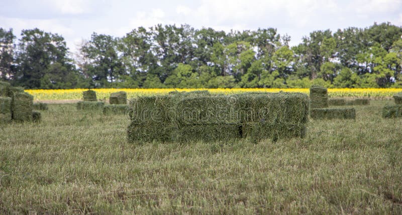Rectangular Bales of Alfalfa Hay Lie on the Field Stock Photo - Image ...