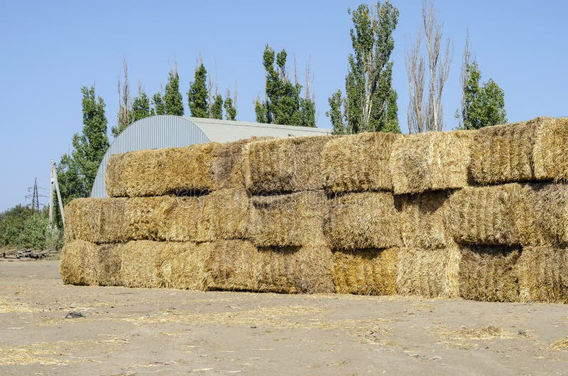 Rectangular Bales of Dry Hay Against the Blue Sky Stock Photo - Image ...