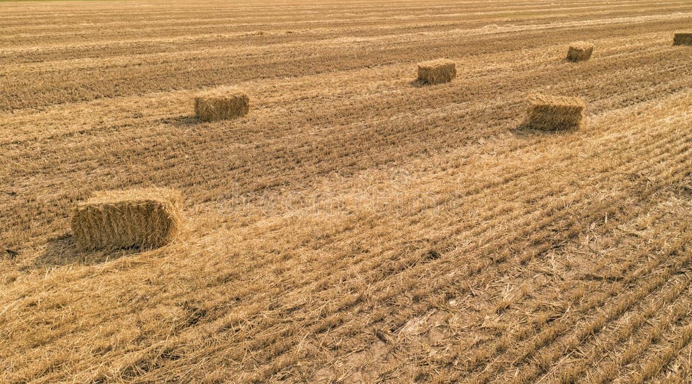Rectangular Bales of Hay on the Field after the Wheat Harvest Stock ...