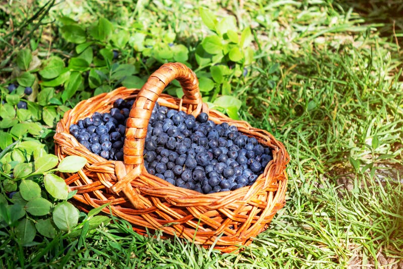 Rectangular Basket with Wild Berries Blueberries Stands on Green Stock ...