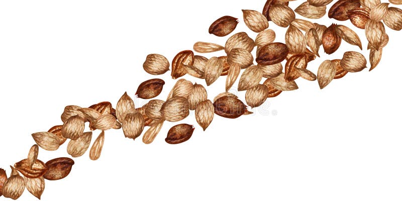 Rectangular Border of Apricot Kernels and Seeds. Watercolor ...