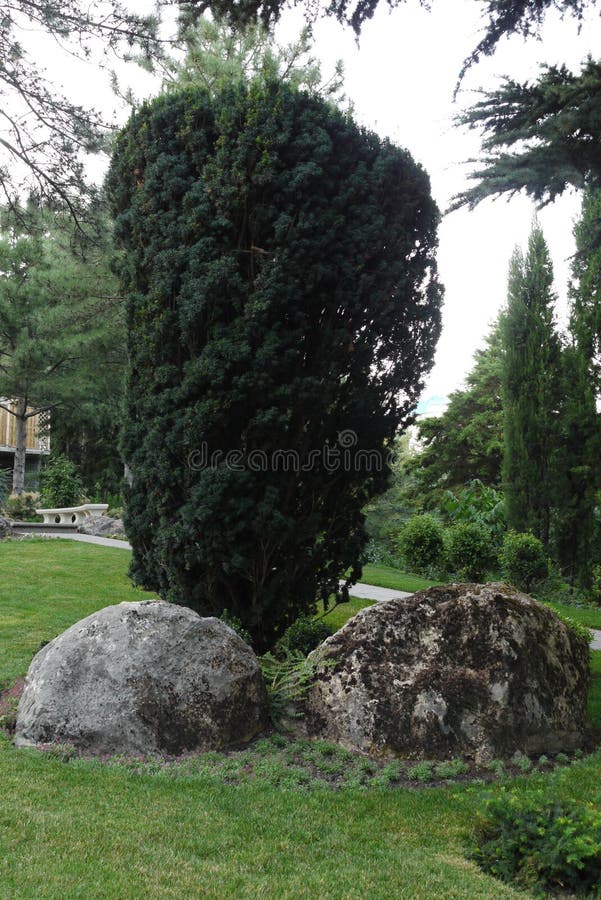 Rectangular Bush and Two Large Stones at the Bottom. Probably Th Stock ...