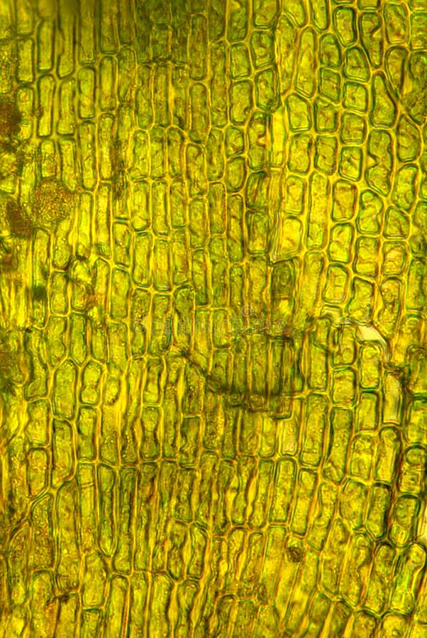 Rectangular Cells of an Orthotrichum Moss Leaf at 400x Stock Photo ...