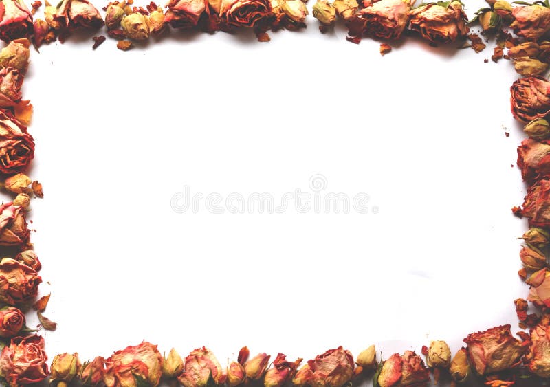 Rectangular Dried Roses Frame Isolated on White Background Stock Photo ...