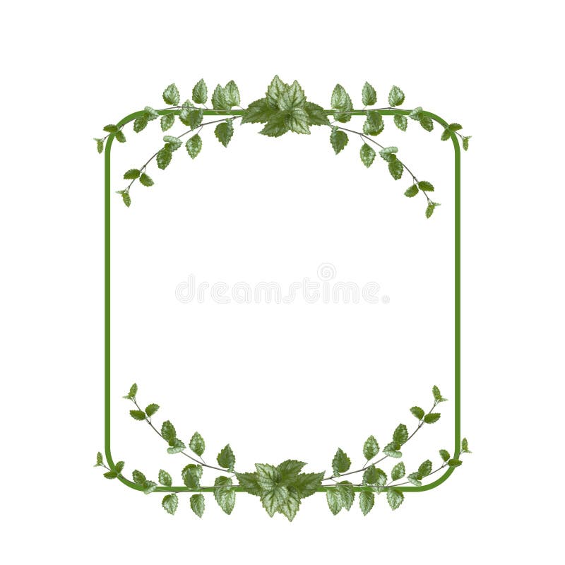 Rectangular Flower Arrangement. Green Leaves Isolated on White ...