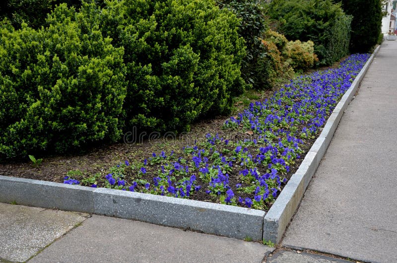 Rectangular Flowerbed Bordered and Divided by a Boxwood Hedge and Stock ...