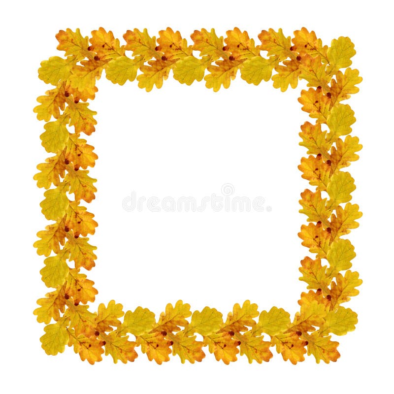 Rectangular Frame of Autumn Oak Leaves Isolated on White Stock Photo ...