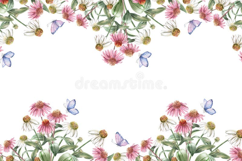 Rectangular Frame with a Bouquet of Echinacea and a Butterfly. Isolated ...