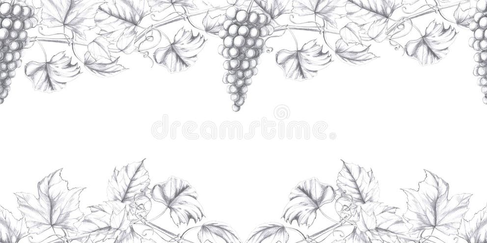 Rectangular Frame with Bunch of Grapes and Vine. Isolated Pencil ...
