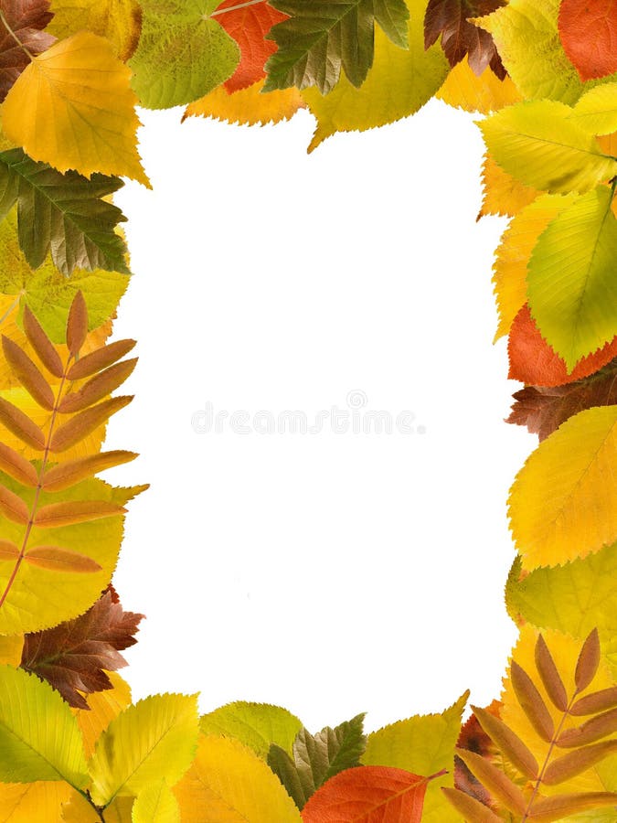 Set of Different Autumn Leaves Isolated Stock Image - Image of leaf ...