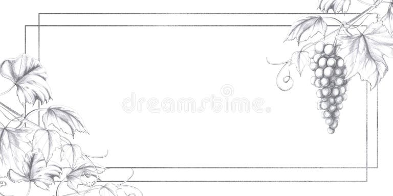 Rectangular Frame with Grapevine and Bunch of Grapes. Isolated Pencil ...