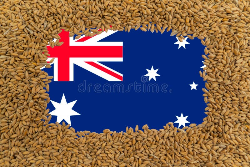 Rectangular Frame of Ripe Grains of Wheat on the Background of the Flag ...