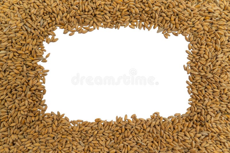 Rectangular Frame from Ripe Grains of Wheat on a White Background Stock ...