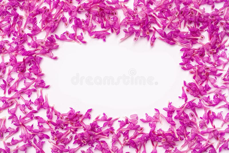 Rectangular Frame of Small Pink Spring Flowers Stock Photo - Image of ...