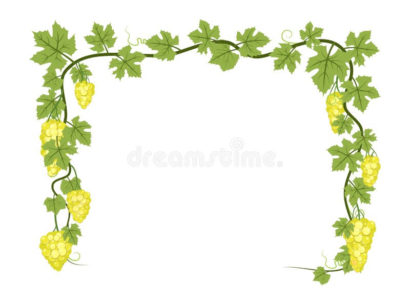 Rectangular Frame. Vine with Foliage and Bunches of Grapes. Viticulture ...