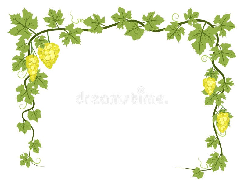 Rectangular Frame. Vine with Foliage and Bunches of Grapes. Viticulture ...