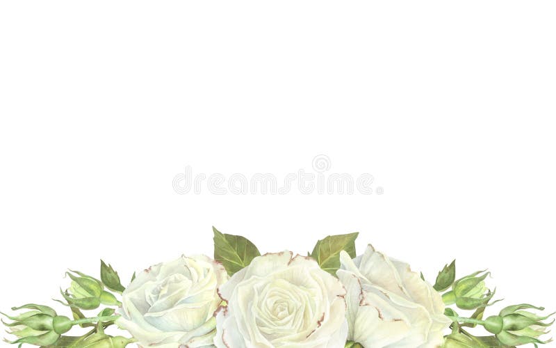 Rectangular Frame with White Roses Along the Bottom. Watercolor ...