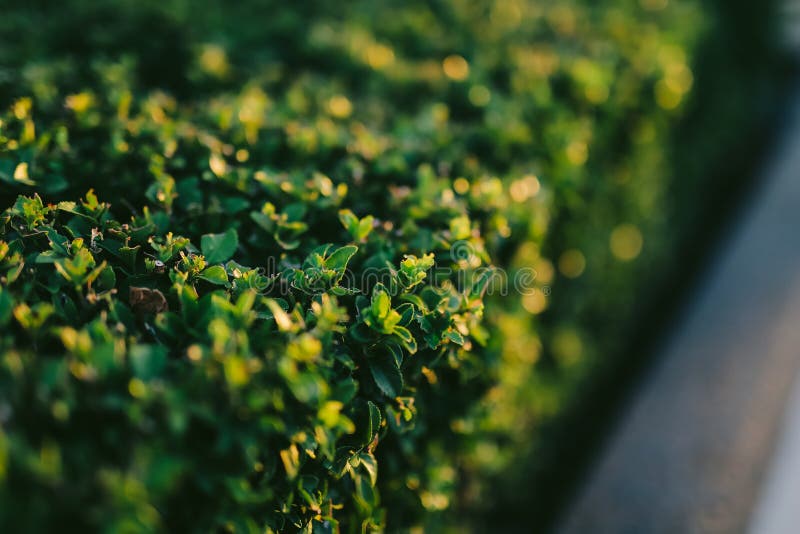 Rectangular Green Shrub Fences, Close-up. Flowers and Plants in Stock ...