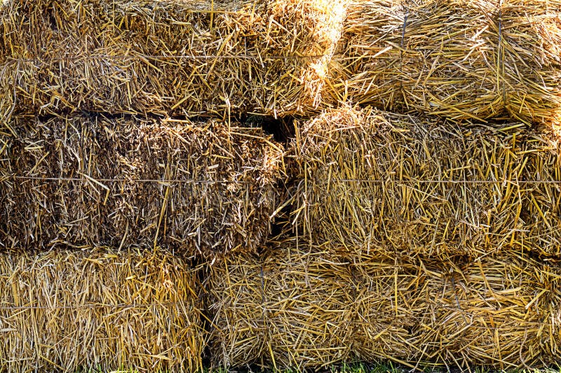 Stacked Rectangular Hay Bales in Close View Under Natural Sunlight ...