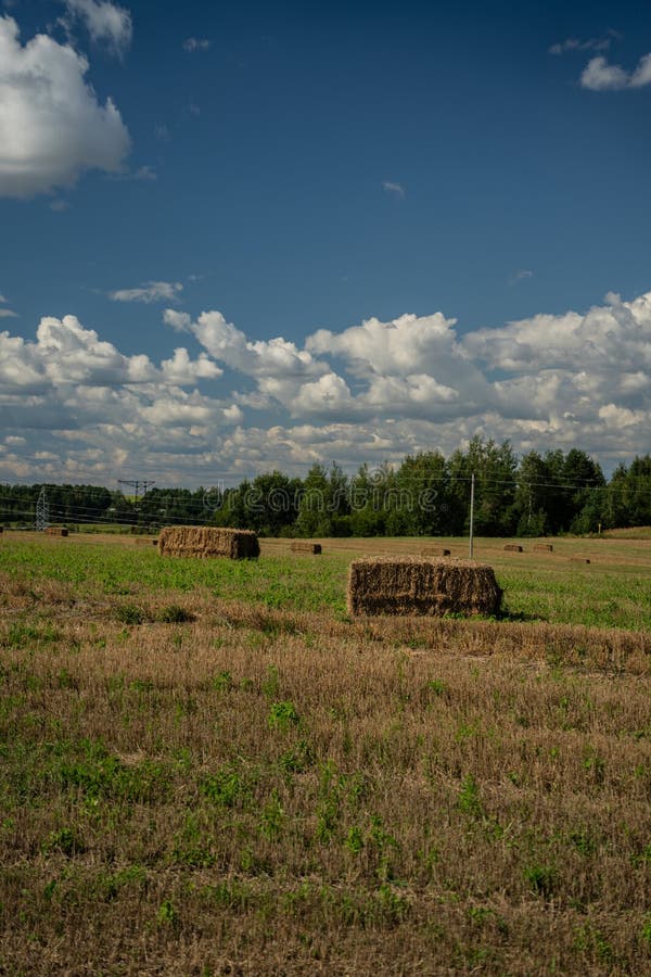 Rectangular Haystacks on the Field. Haystack after Harvesting. Thick ...