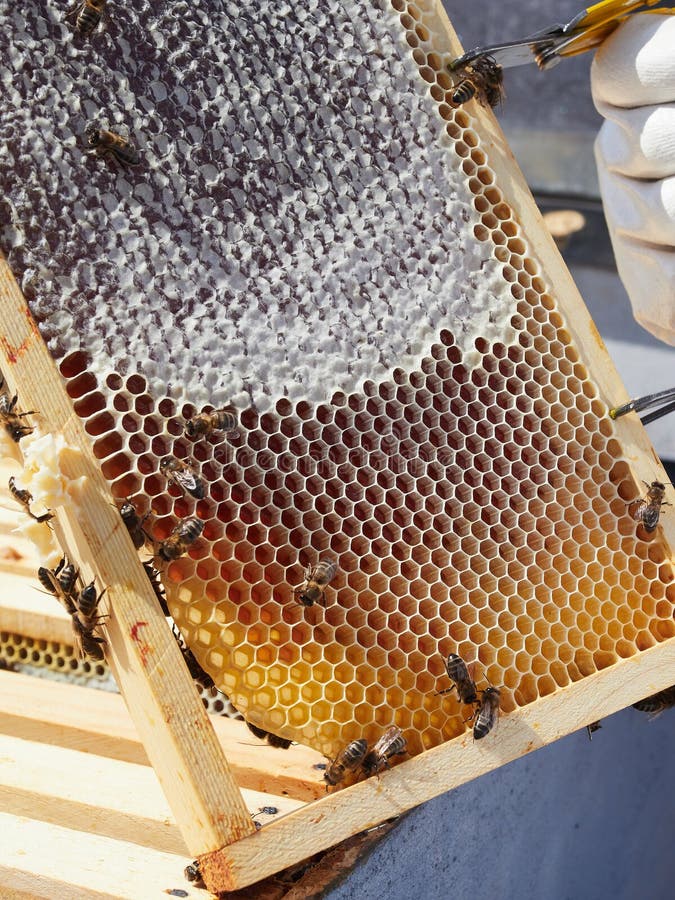 Rectangular Honey Frame Hive with Bees and Hexagonal Cells Stock Image ...