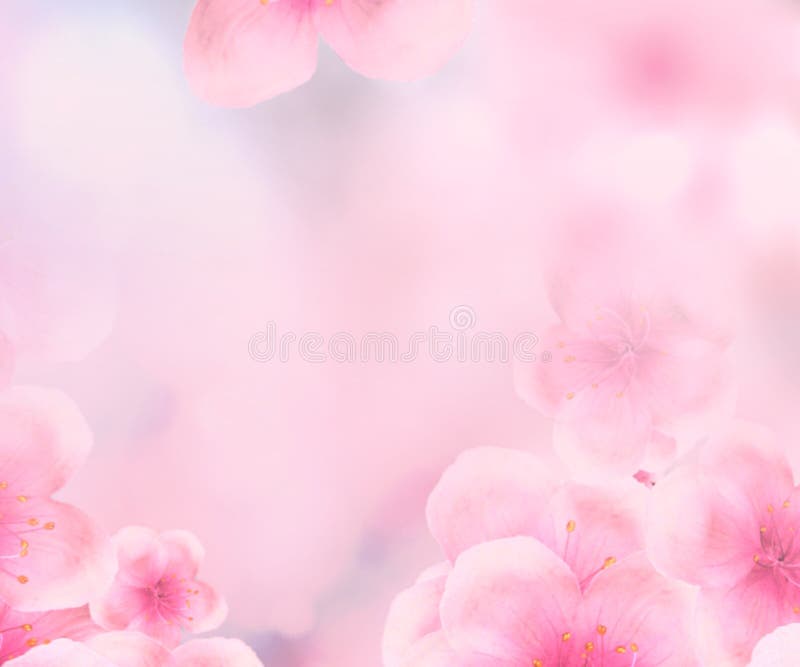 Rectangular Japanese Spring Sakura Cherry Blossoms 336x280 Size Website ...