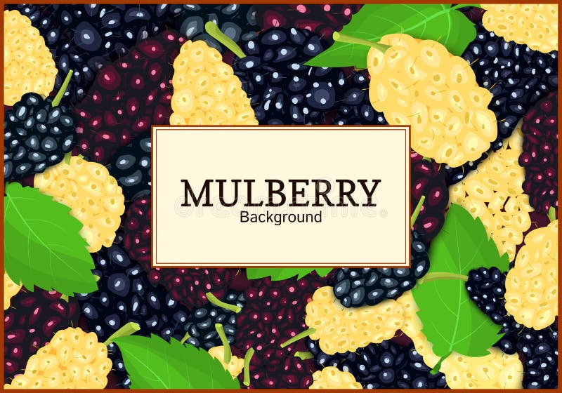 Rectangular Label on Ripe Mulberry Berry and Leaves Background. Vector ...