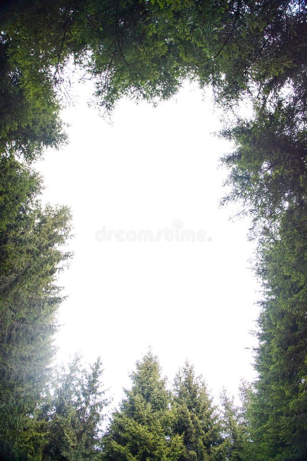 Rectangular Open Space Surrounded with Pines Stock Image - Image of ...