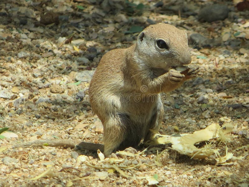 Ground Squirrel Pig Out stock image. Image of pigout - 119728611
