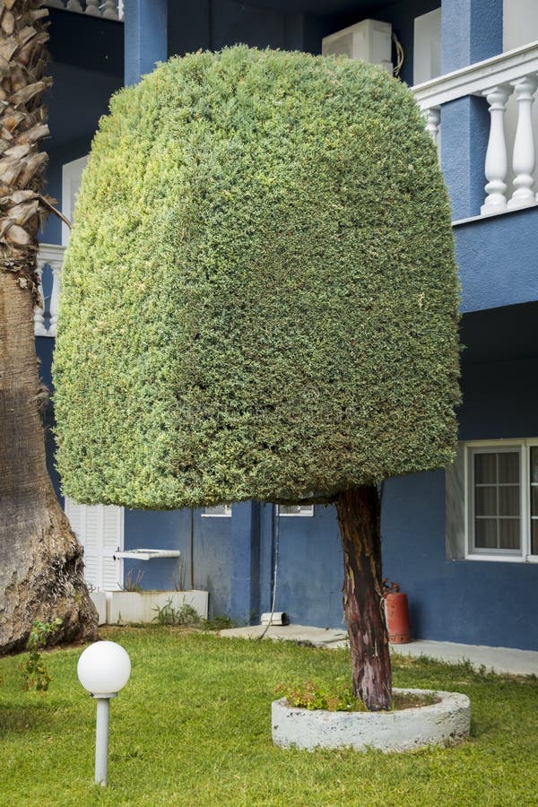 Rectangular Shaped Tree in the Garden Stock Photo - Image of shape ...