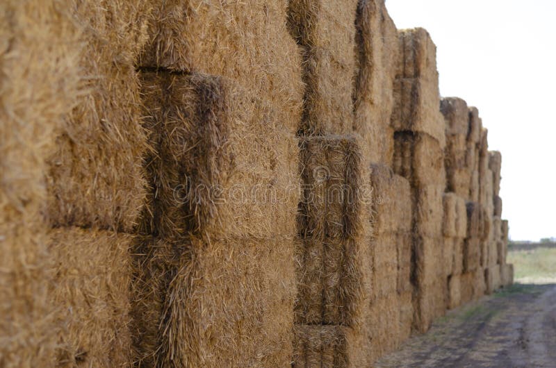 Rectangular Stacks of Dry Hay in an Open-air Field Stock Photo - Image ...