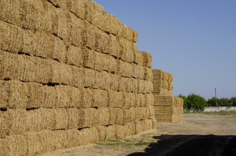 Rectangular Stacks of Dry Hay in an Open-air Field Stock Photo - Image ...