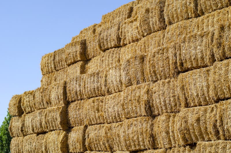 Rectangular Stacks of Dry Hay in an Open-air Field Stock Photo - Image ...