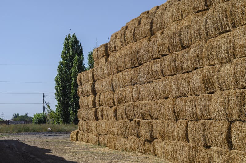 Rectangular Stacks of Dry Hay in an Open-air Field Stock Image - Image ...