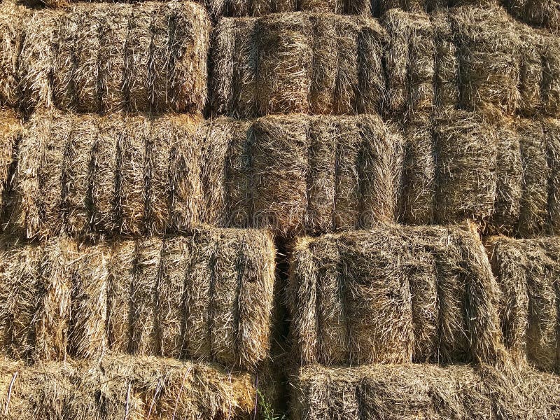 Rectangular straw bales stock photo. Image of summer - 228413610